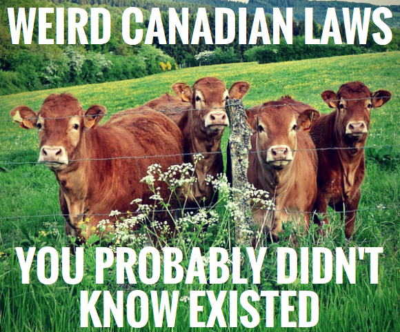 12 Weird Canadian Laws You Probably Didn't Know Existed